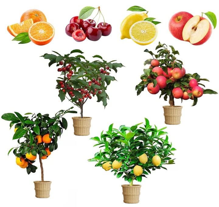 Mix Dwarf Bonsai Fruit Tree Seeds for Planting, 50+ Lemon Tree Seeds 50+ Cherry Tree Seeds 50+ Orange Tree Seeds 50+ Apple Seeds, 4 Variety Individual Packs, Organic Heirloom Fruit Seeds