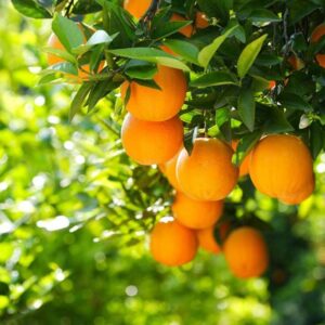 Mix Dwarf Bonsai Fruit Tree Seeds for Planting, 50+ Lemon Tree Seeds 50+ Cherry Tree Seeds 50+ Orange Tree Seeds 50+ Apple Seeds, 4 Variety Individual Packs, Organic Heirloom Fruit Seeds