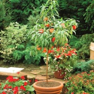 dwarf peach tree seeds gmo free organic compact size popular choices for small gardens, patios, balconies, and even indoor cultivation easier maintenance 10pcs fruit seeds by yegaol garden