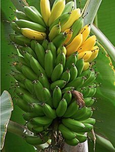 oldworldtropicals musa 'dwarf' banana trees live cold hardy tropical plant