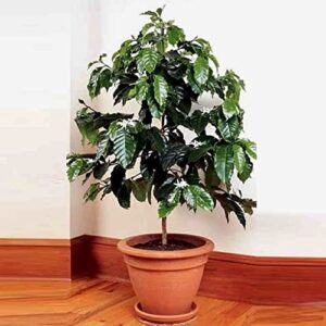 seedsup - 5+ seeds arabian coffee tree (mountain plant) - tree dwarf