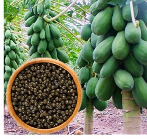 25+ waimanalo dwarf papaya fruit seeds for planting - very fresh, rare, organic, tropical seeds for home gardeners - high yielding, fast-maturing and sweet flavor - compact size for small spaces