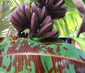 dwarf red banana - edible red banana - sumatrana “x” cross banana