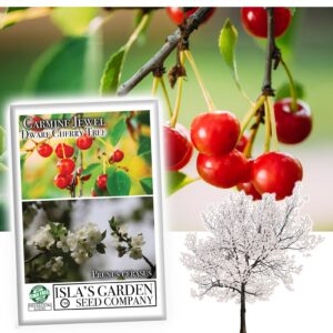 "carmine jewel" dwarf cherry fruit tree seeds, 20 seeds per packet, (isla's garden seeds), non gmo & heirloom seeds, botanical name: prunus avium, great home garden gift