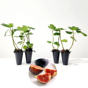 fig tree "chicago hardy" set of 4 starter plants