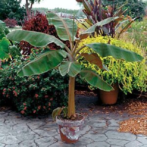 musa dwarf cavendish banana tree fruit plants live for planting