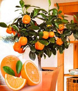 unknown fruit seed dwarf standing orange tree flores indoor plant in pot garden decoration plant kumquat plantas tangerine ci