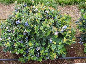 (1) - top hat dwarf blueberry - starter plant (8m)