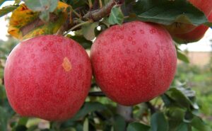 gala apple tree - grow fresh fruit - live plant shipped 1 to 2 feet tall by das farms