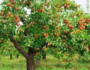 Gala Apple Tree - Grow Fresh Fruit - Live Plant Shipped 1 to 2 Feet Tall by DAS Farms