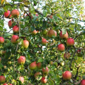 Gala Apple Tree - Grow Fresh Fruit - Live Plant Shipped 1 to 2 Feet Tall by DAS Farms