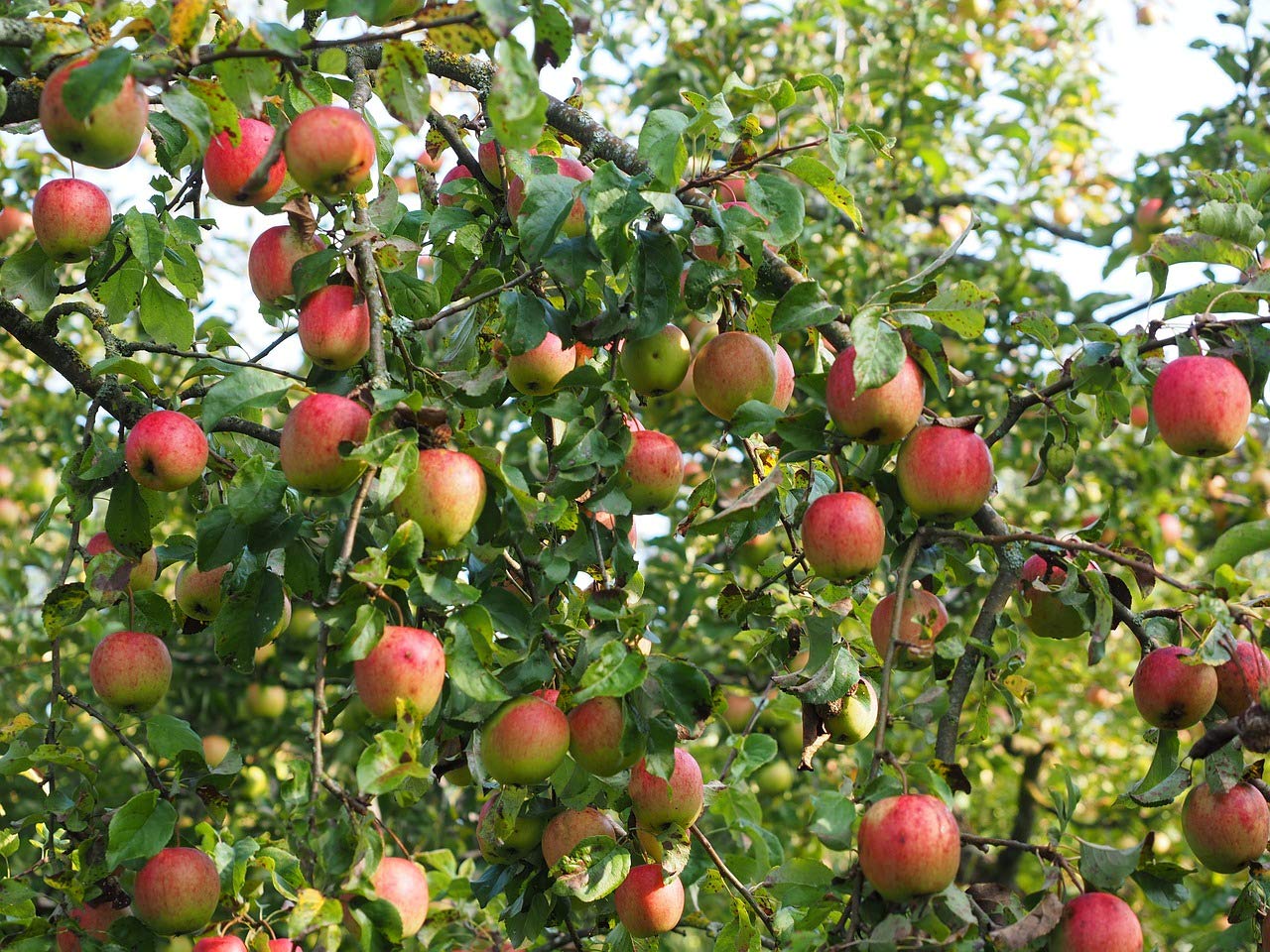 Gala Apple Tree - Grow Fresh Fruit - Live Plant Shipped 1 to 2 Feet Tall by DAS Farms