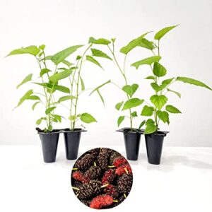 mulberry "dwarf everbearing" live tree for sale (4 pack) | easy to grow plants | edible fruit plant for sustainable living | grow your own food on your edible organic garden| live for planting| 3-7 in