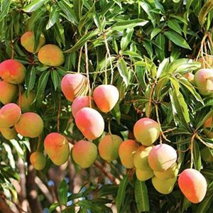 qauzuy garden 2 mango mangifera indica seeds sweet juicy fruit tasty organic non-gmo heirloom fruit seeds to plant home garden grow your own delicious fruit plant