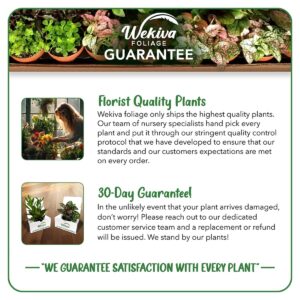 Banana Tree - Live Plant in a 4 Inch Growers Pot - Grower's Choice Based Availability - Edible Fruit Bearing Tree for The Patio and Garden