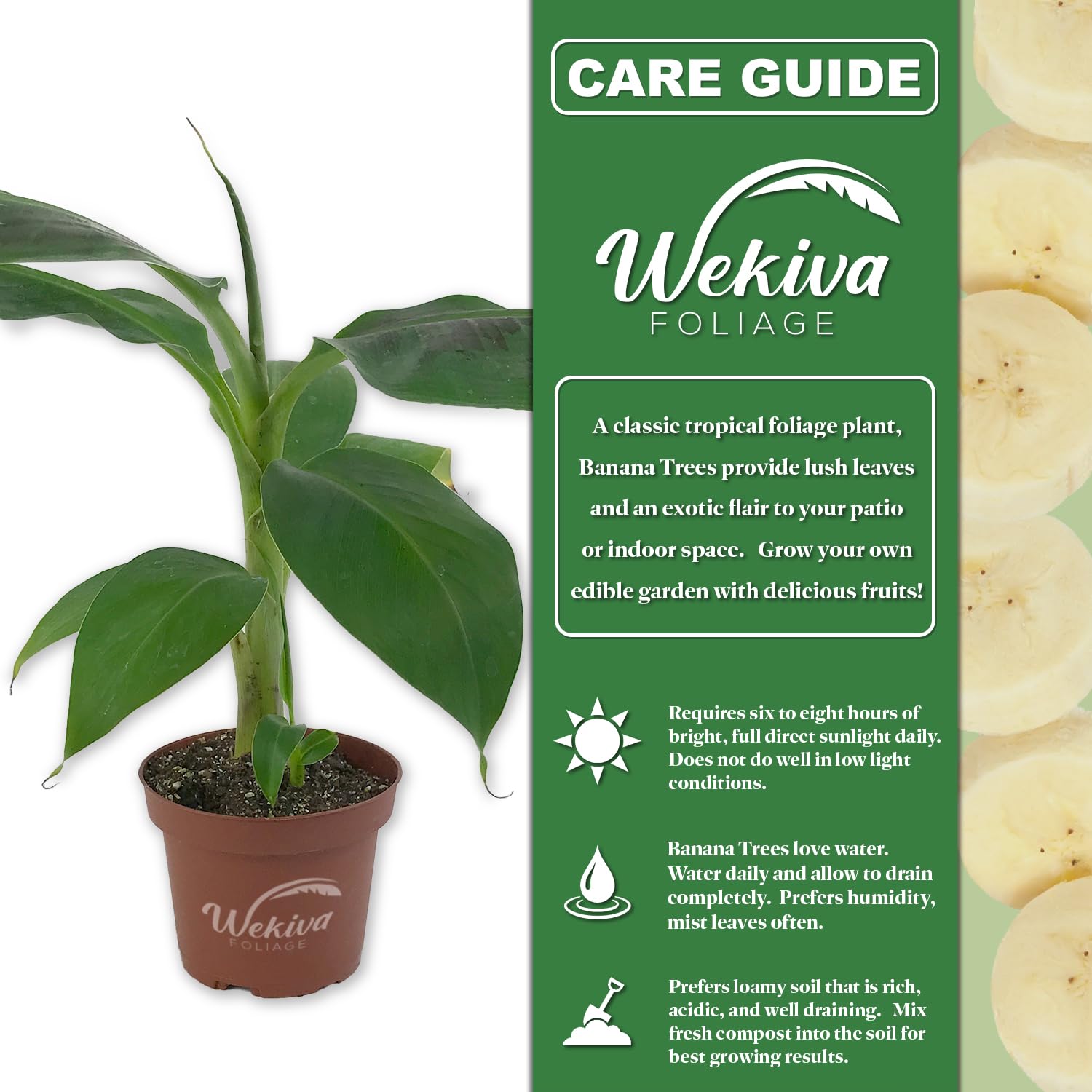 Banana Tree - Live Plant in a 4 Inch Growers Pot - Grower's Choice Based Availability - Edible Fruit Bearing Tree for The Patio and Garden