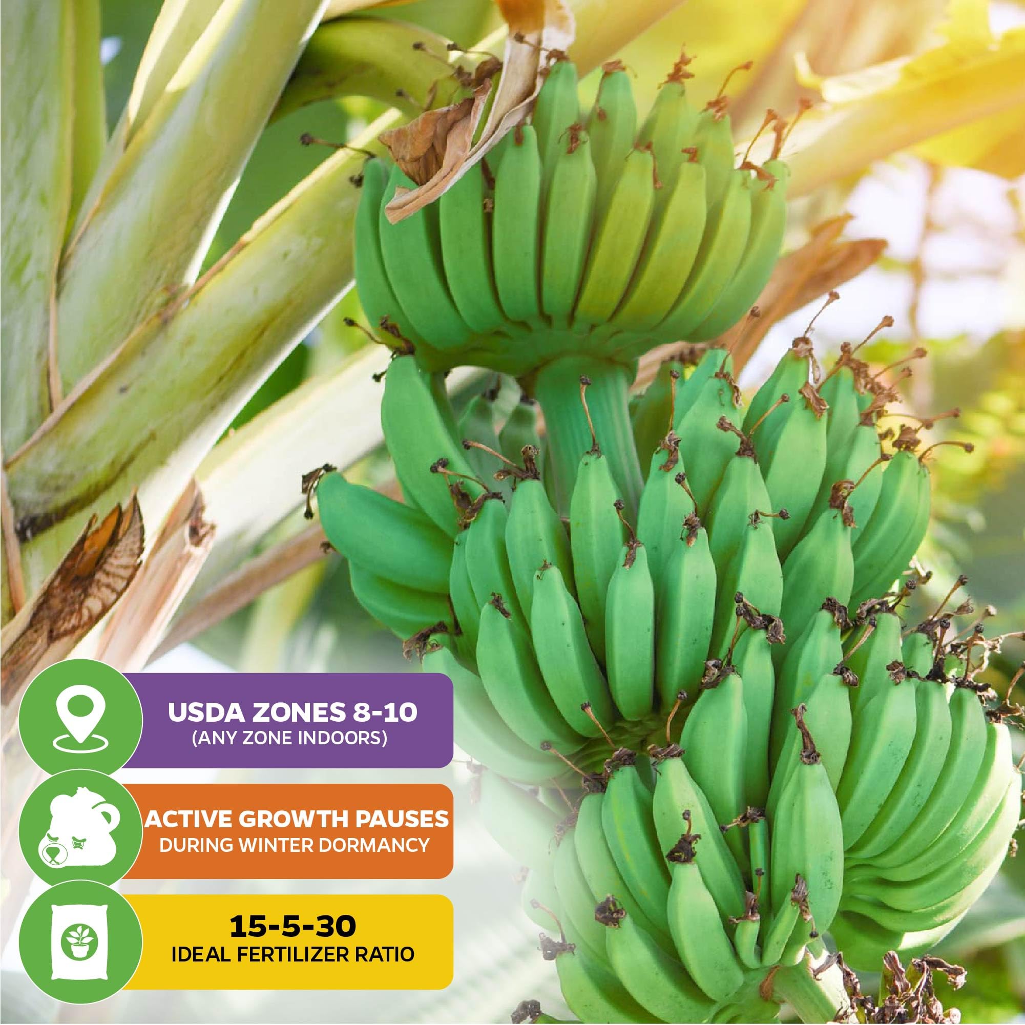 Ice Cream Banana Tree Live Plant (Blue Java) - Musa acuminata × balbisiana - Wellspring Gardens Starter Plant - Easy to Grow Plants for Nature Lovers & Gardeners- Outdoor Planting in Outdoor & Patio