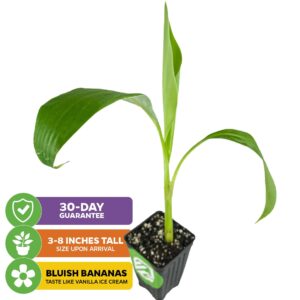 Ice Cream Banana Tree Live Plant (Blue Java) - Musa acuminata × balbisiana - Wellspring Gardens Starter Plant - Easy to Grow Plants for Nature Lovers & Gardeners- Outdoor Planting in Outdoor & Patio