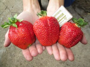 cemeha seeds - giant strawberry fresca everbearing berries indoor non gmo fruits for planting