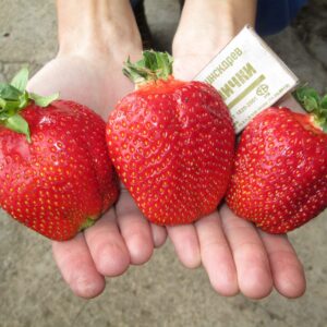 CEMEHA SEEDS - Giant Strawberry Fresca Everbearing Berries Indoor Non GMO Fruits for Planting