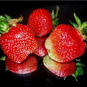 CEMEHA SEEDS - Giant Strawberry Fresca Everbearing Berries Indoor Non GMO Fruits for Planting