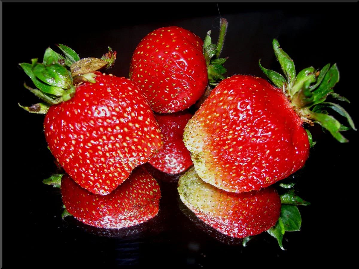 CEMEHA SEEDS - Giant Strawberry Fresca Everbearing Berries Indoor Non GMO Fruits for Planting