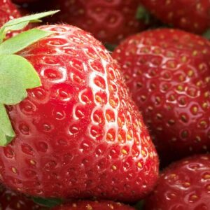 CEMEHA SEEDS - Giant Strawberry Fresca Everbearing Berries Indoor Non GMO Fruits for Planting