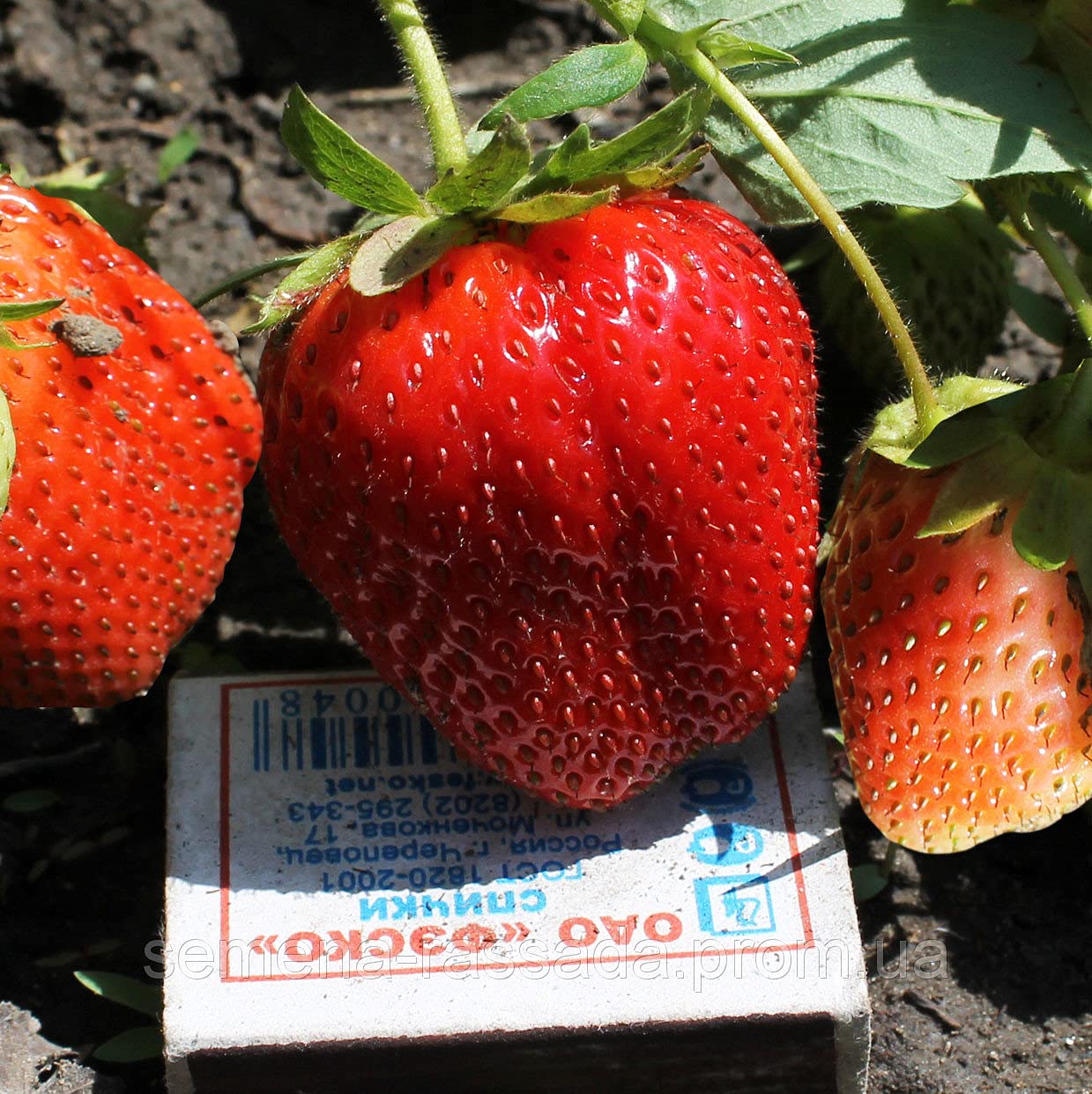 CEMEHA SEEDS - Giant Strawberry Fresca Everbearing Berries Indoor Non GMO Fruits for Planting