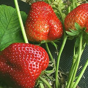 CEMEHA SEEDS - Giant Strawberry Fresca Everbearing Berries Indoor Non GMO Fruits for Planting