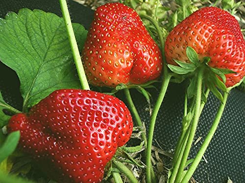 CEMEHA SEEDS - Giant Strawberry Fresca Everbearing Berries Indoor Non GMO Fruits for Planting