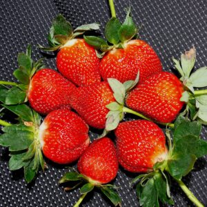 CEMEHA SEEDS - Giant Strawberry Fresca Everbearing Berries Indoor Non GMO Fruits for Planting