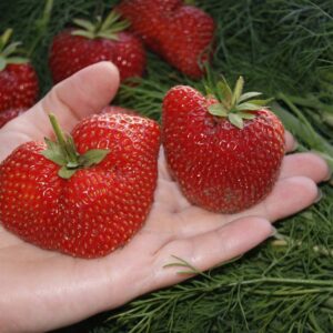 CEMEHA SEEDS - Giant Strawberry Fresca Everbearing Berries Indoor Non GMO Fruits for Planting