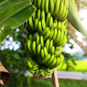 chuxay garden dwarf cavendish banana seed 5 seeds tropical plant edible sweet fruit rich in vitamines great for garden