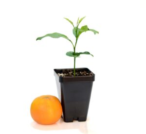 nules clementine starter plant. citrus clementina. 3" - 5"