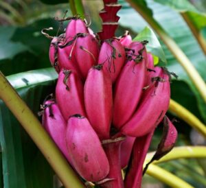 dwarf pink banana tree seeds for planting (5 seeds) - musa velutina