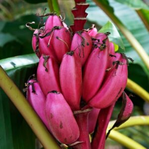 Dwarf Pink Banana Tree Seeds for Planting (5 Seeds) - Musa velutina