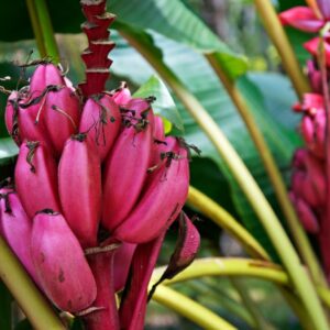 Dwarf Pink Banana Tree Seeds for Planting (5 Seeds) - Musa velutina