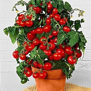 dwarf bush cherry tomato seeds for planting - 100+ seeds - amazing taste - great for salads - made in usa. ships from iowa. dwarf fruit seeds