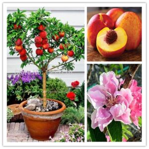 chuxay garden dwarf bonanza peaches,peach fruit tree 10 seeds sweet fruit gardening fresh non-transgenic edible great for garden