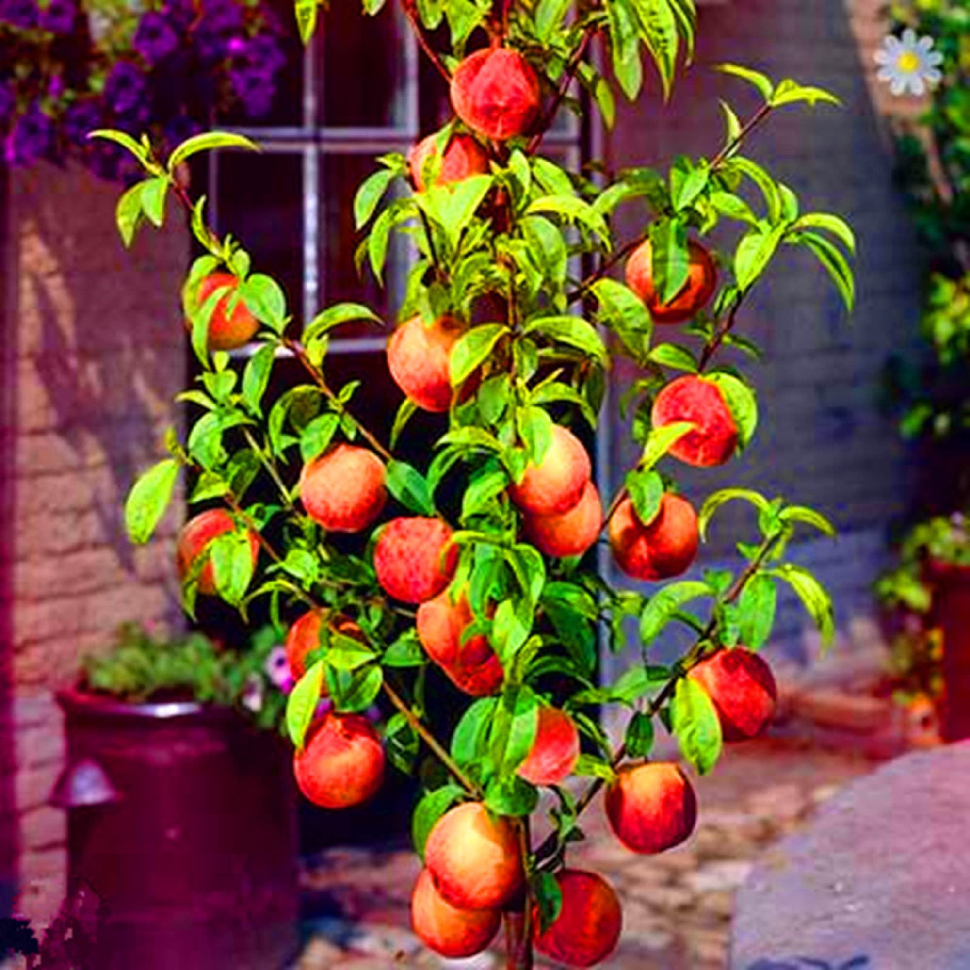 CHUXAY GARDEN Dwarf Bonanza Peaches,Peach Fruit Tree 10 Seeds Sweet Fruit Gardening Fresh Non-transgenic Edible Great for Garden