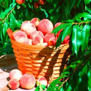 CHUXAY GARDEN Dwarf Bonanza Peaches,Peach Fruit Tree 10 Seeds Sweet Fruit Gardening Fresh Non-transgenic Edible Great for Garden