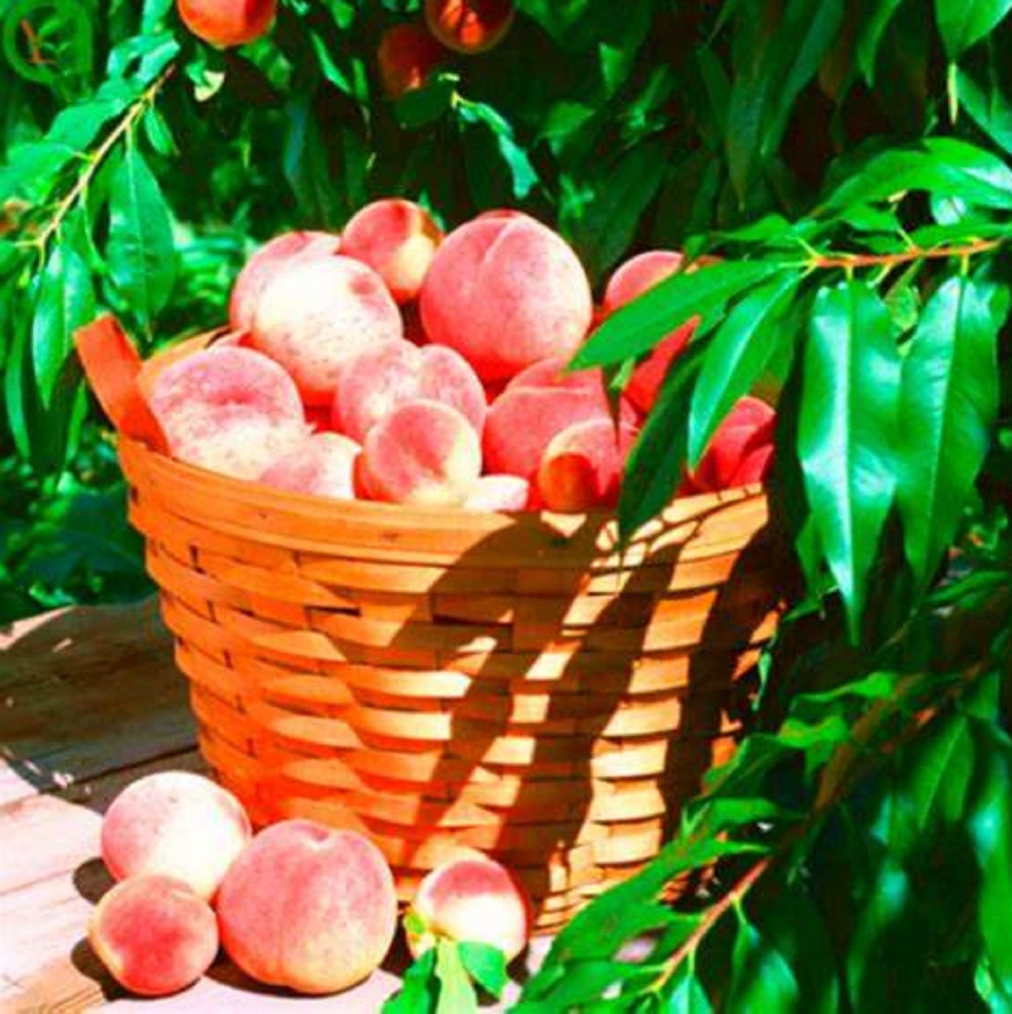 CHUXAY GARDEN Dwarf Bonanza Peaches,Peach Fruit Tree 10 Seeds Sweet Fruit Gardening Fresh Non-transgenic Edible Great for Garden