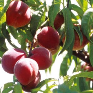 CHUXAY GARDEN Dwarf Bonanza Peaches,Peach Fruit Tree 10 Seeds Sweet Fruit Gardening Fresh Non-transgenic Edible Great for Garden