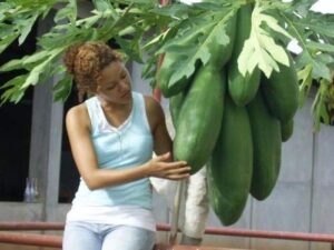 dichondra 50pcs dwarf cylindrical papaya "kaek dahm" fruit seeds