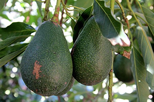 9EzTropical - Little Cado Dwarf Avocado - Grafted Tree - 1 Feet Tall - Ship in Plastic Bag