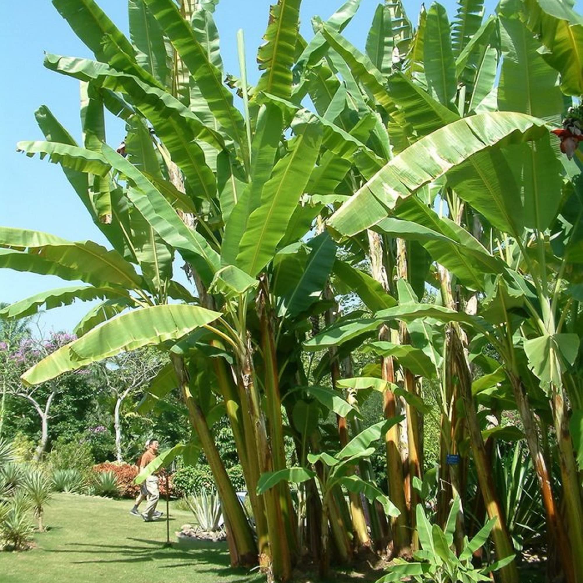 CHUXAY GARDEN Musa Acuminata,Banana Fruit Tree 10 Seeds Dwarf Houseplant Sweet Fruit Green Health Grows in Garden and Pots Gardening