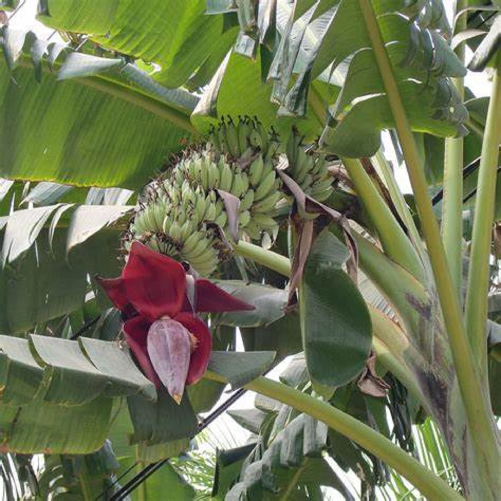 CHUXAY GARDEN Musa Acuminata,Banana Fruit Tree 10 Seeds Dwarf Houseplant Sweet Fruit Green Health Grows in Garden and Pots Gardening