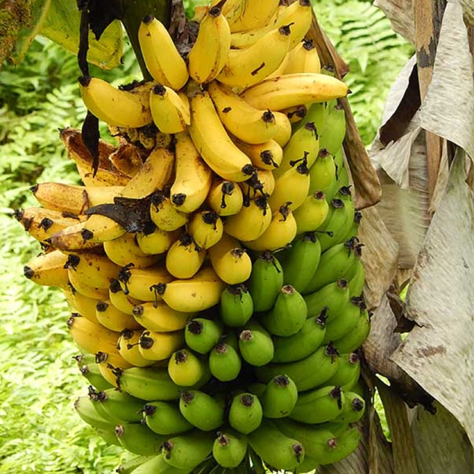 CHUXAY GARDEN Musa Acuminata,Banana Fruit Tree 10 Seeds Dwarf Houseplant Sweet Fruit Green Health Grows in Garden and Pots Gardening