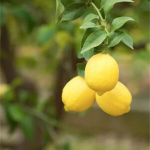 Garden Plant Seeds Fruit Tree Seeds Dwarf Lemon Tree Seeds 20+ Seeds Grow a Delicious Fruit Bearing Bonsai Tree