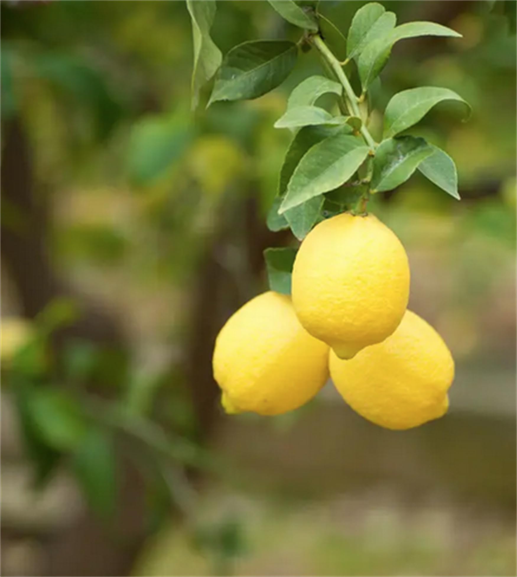 Garden Plant Seeds Fruit Tree Seeds Dwarf Lemon Tree Seeds 20+ Seeds Grow a Delicious Fruit Bearing Bonsai Tree